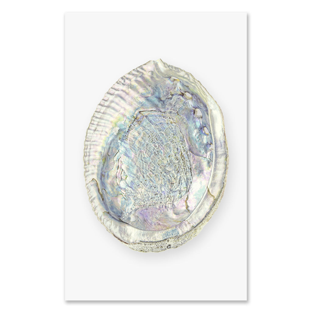 Abalone grand format – printstockist.com