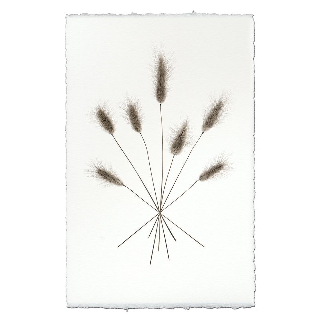 Bunny Tails – printstockist.com