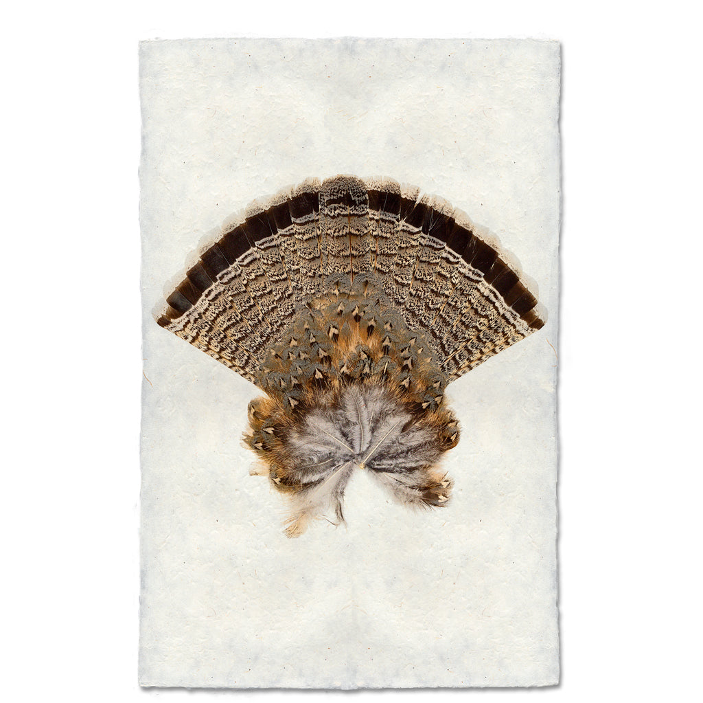 Ruffed Grouse Tail – printstockist.com