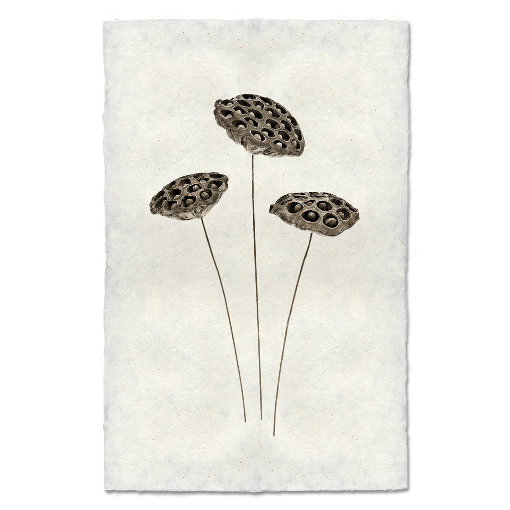 Lotus Pods – printstockist.com