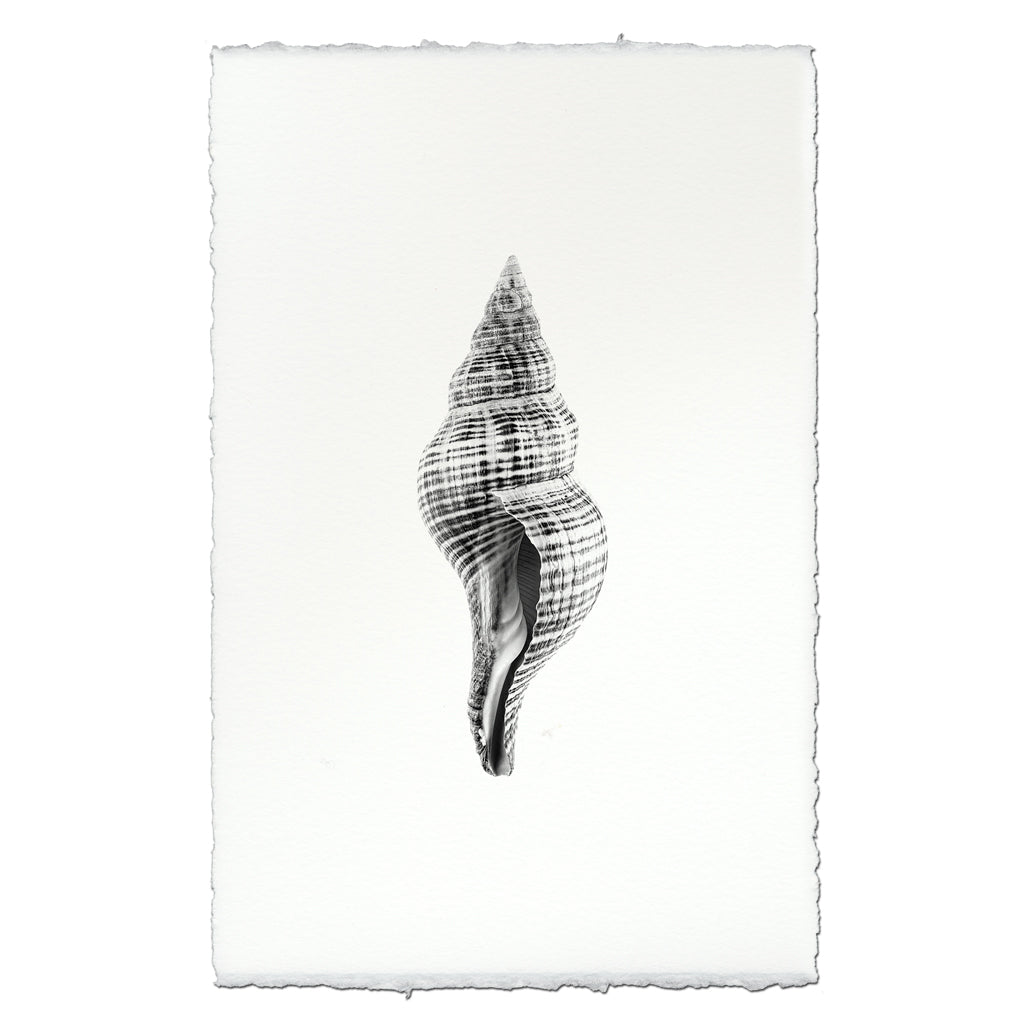 Tulip Shell – printstockist.com