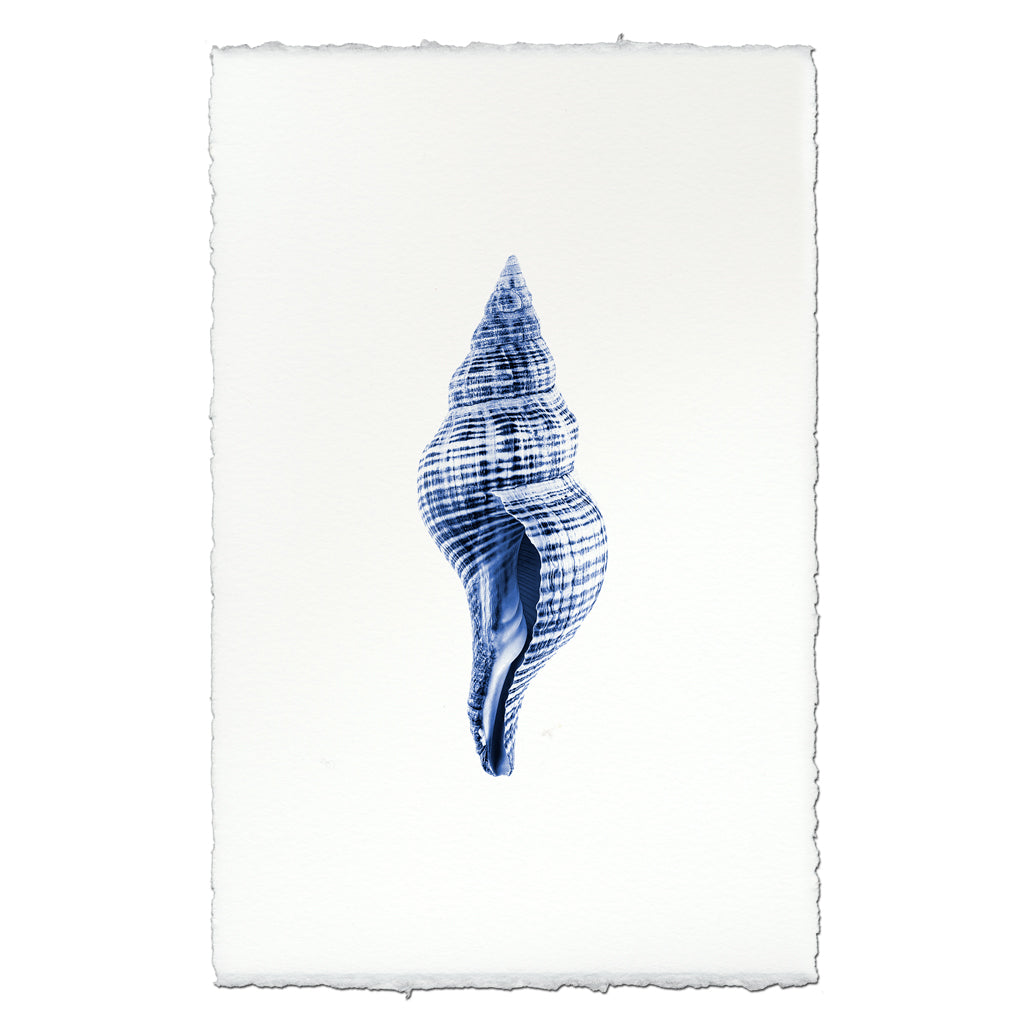 Tulip Shell – printstockist.com