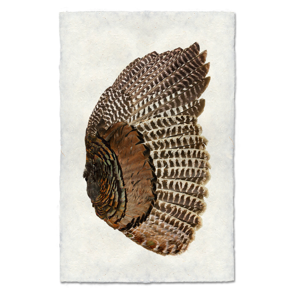 Turkey Wing (Right) – printstockist.com