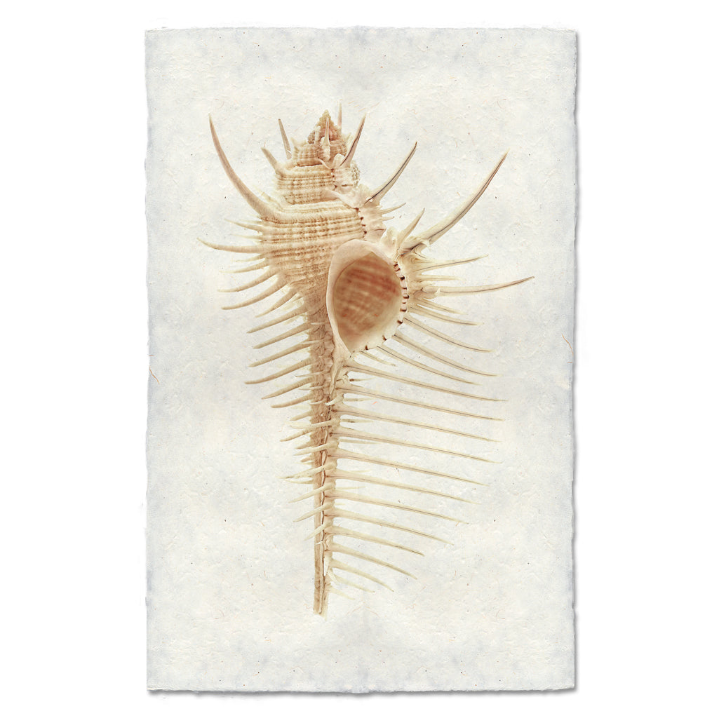 Venus Comb Murex – printstockist.com