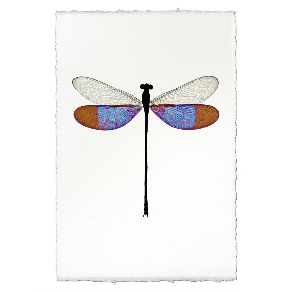 Blue Damsel – printstockist.com