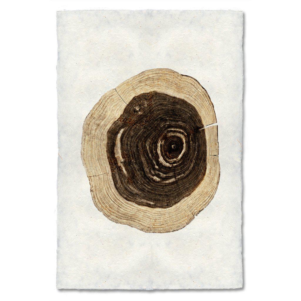 Cedar – printstockist.com