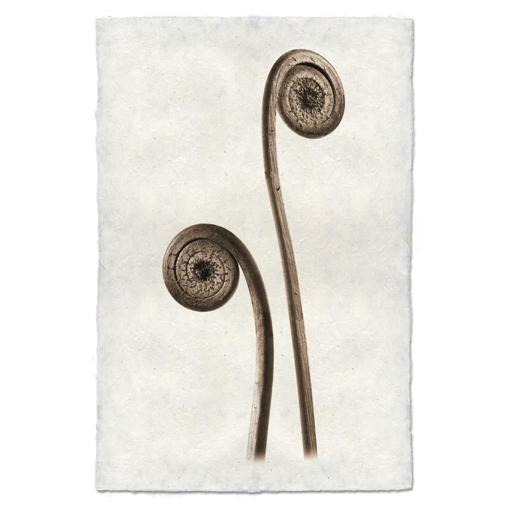 Fiddle Fern – printstockist.com