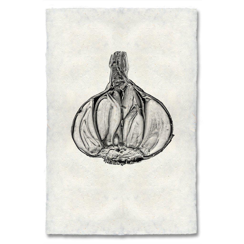 Garlic – printstockist.com